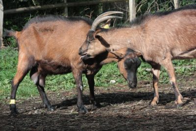 Why Do Goats Flap Their Tongues? - Goat Journal